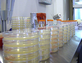 USP 51美国药典 抗菌药物有效性测试-赛德斯威